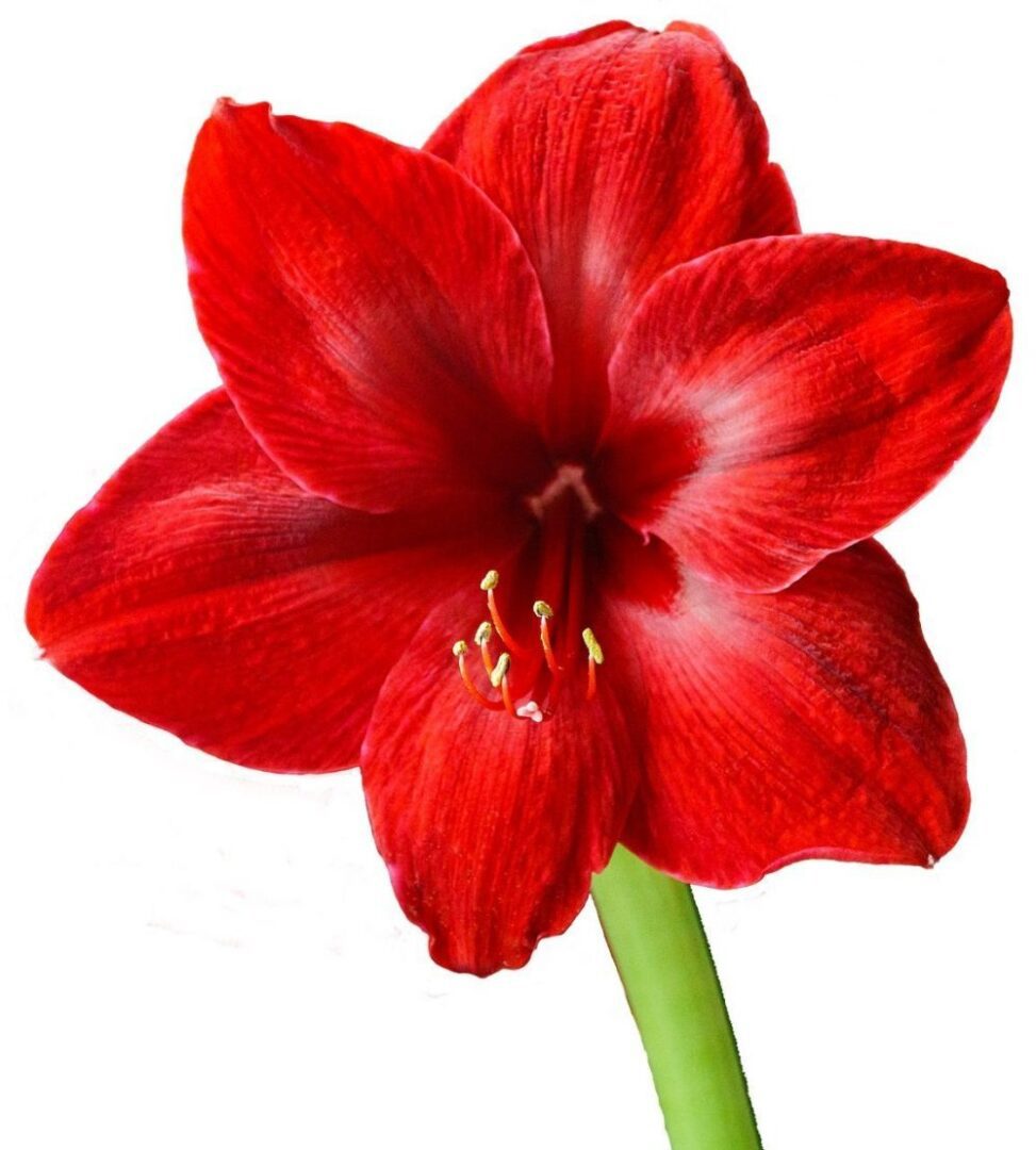 The Origin and Meanings of Your Favorite Flowers