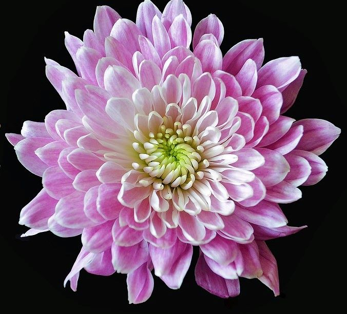 The Origin and Meanings of Your Favorite Flowers